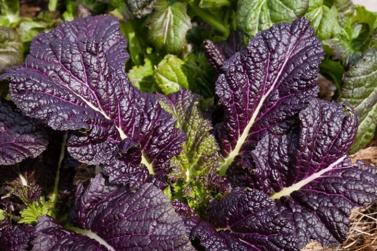 25 Purple Vegetables: Top Varieties to Grow - Complete Gardening