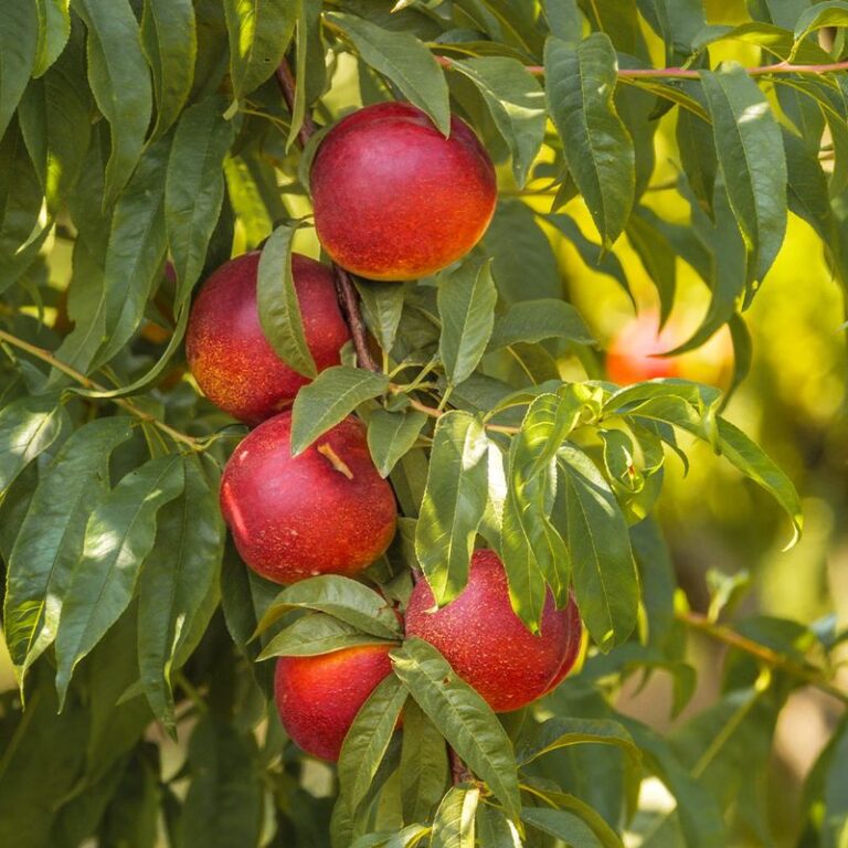 An Expert’s List of 20 Fruit Trees That Practically Grow Themselves ...