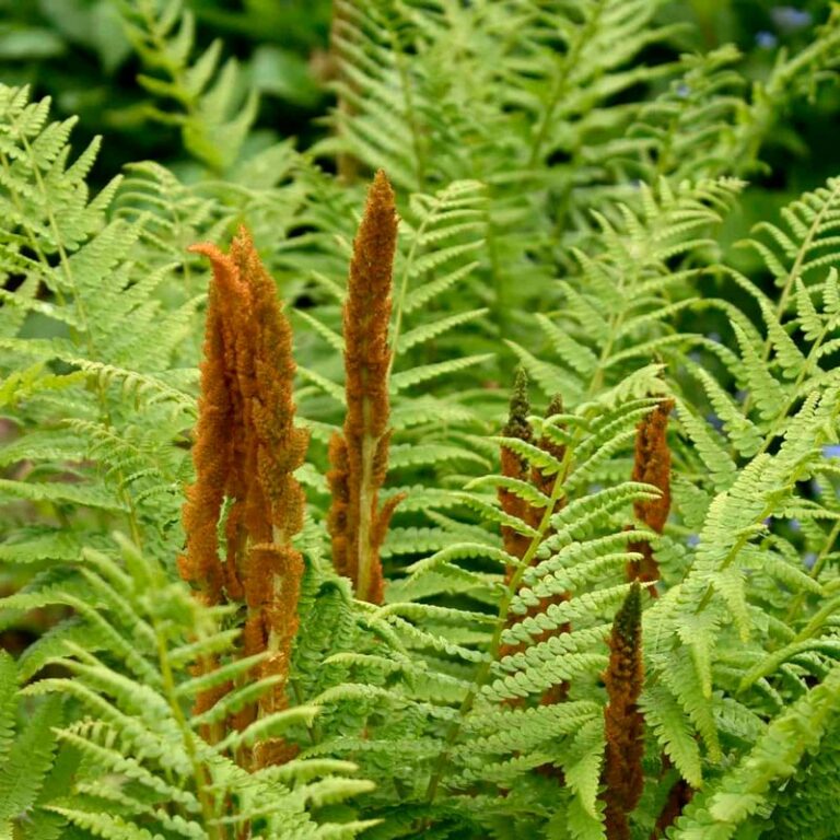 15 Ferns That Could Make The Perfect Houseplant - Complete Gardening