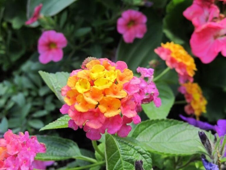 15 Lantana Varieties That Keep Bursting With Color All Summer Long ...