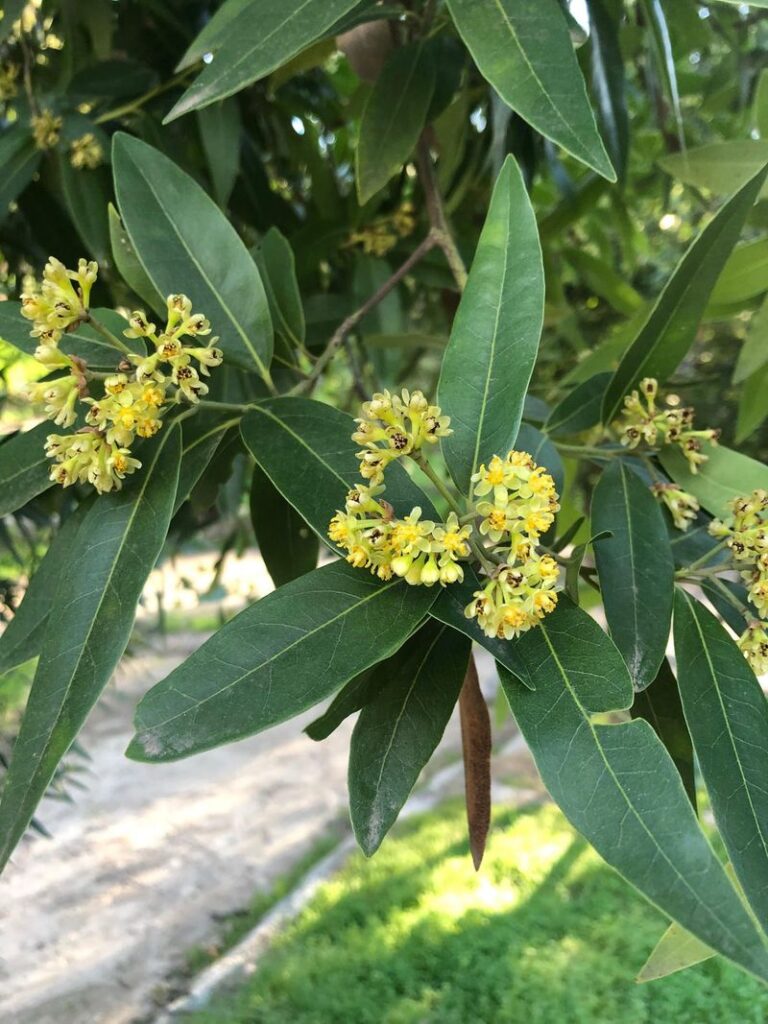13 Best Fire-Resistant Trees for a Defensible Landscape - Complete ...