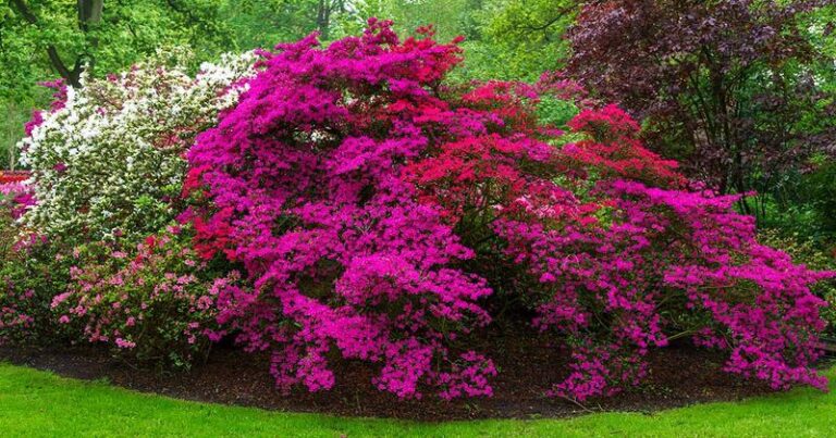 15 Gorgeous Flowering Shrubs That Thrive In The Shade - Complete Gardening