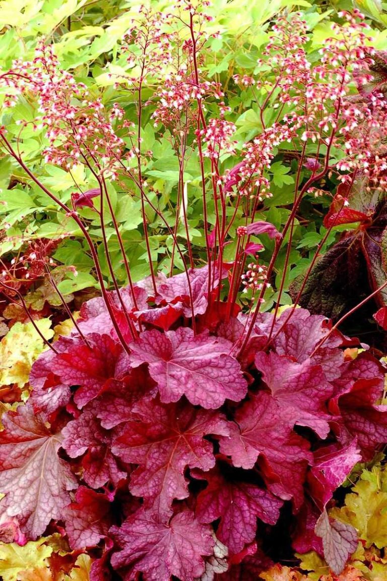 18 Short Perennial Flowers Ideal For Small Gardens - Complete Gardening