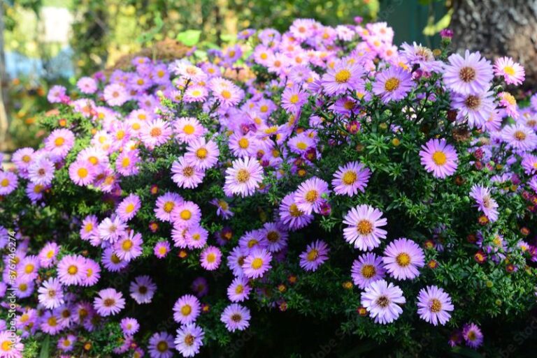 20 Alpine Flowers That Create A Mountain Garden Vibe - Complete Gardening