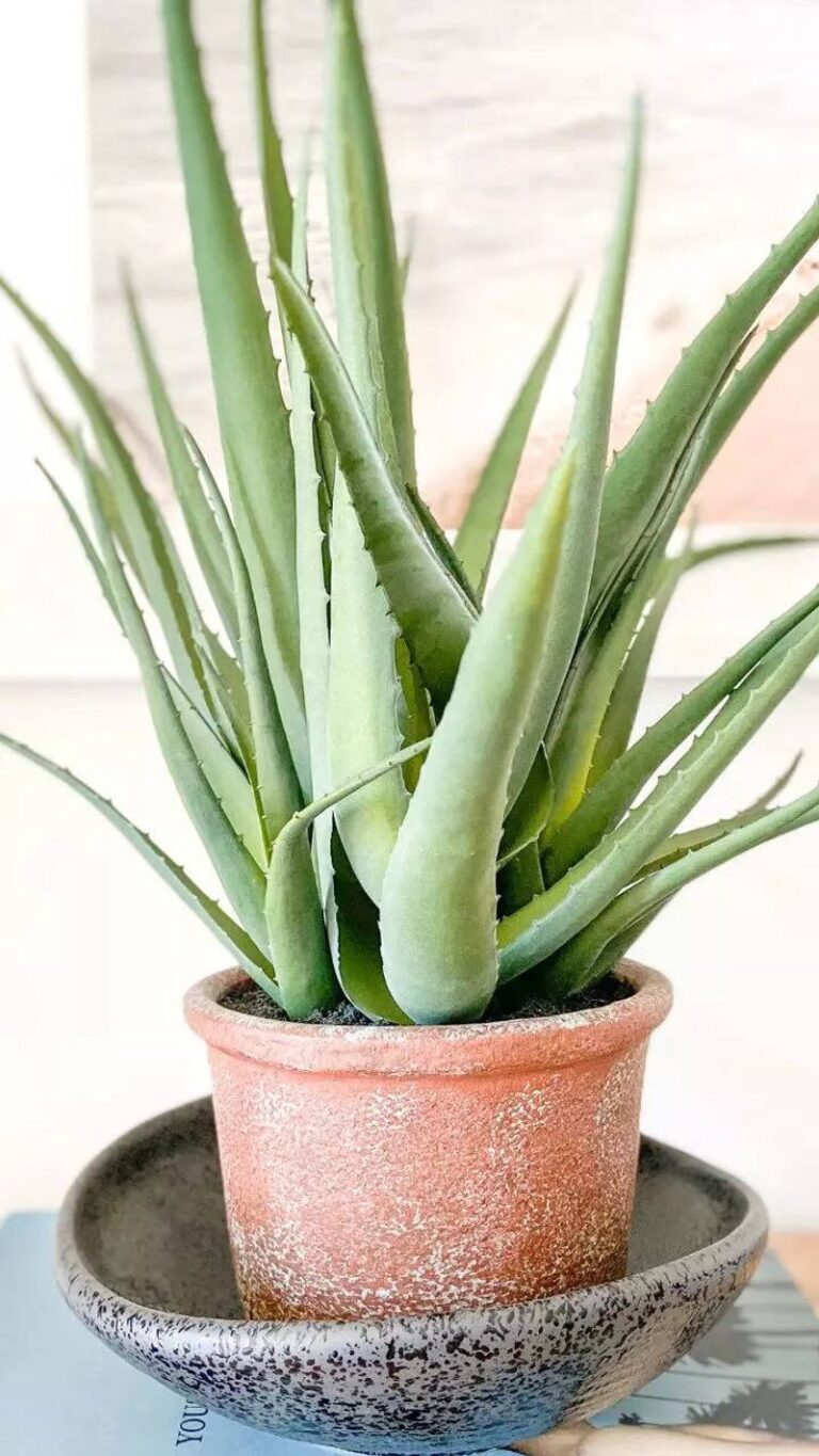 20 Lucky Plants That Attract Wealth, Prosperity, and Positive Energy ...