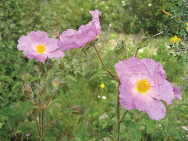 16 Mediterranean Plants Perfect for Hot, Dry Gardens - Complete Gardening