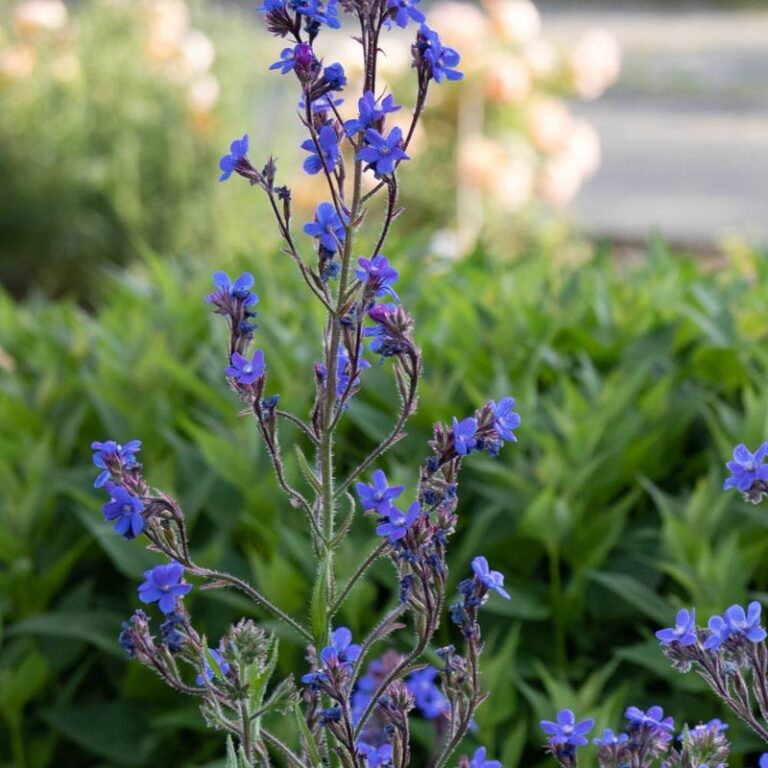 34 Bold Blue Perennials That Will Never Leave Your Yard Once Planted ...