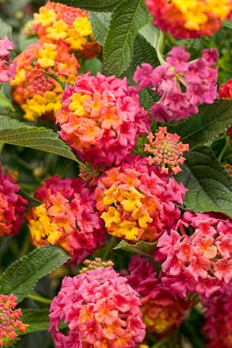 15 Lantana Varieties That Keep Bursting With Color All Summer Long ...