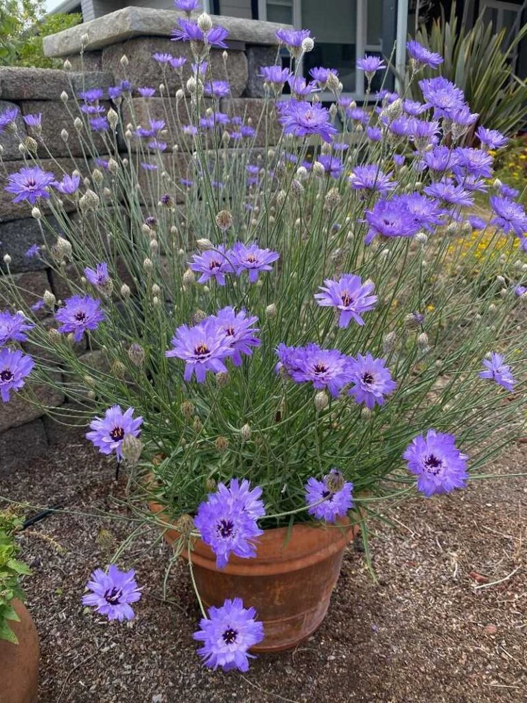 34 Bold Blue Perennials That Will Never Leave Your Yard Once Planted ...