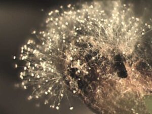 18 Common Butterfly Bush Problems And Diseases You Shouldn’t Ignore ...