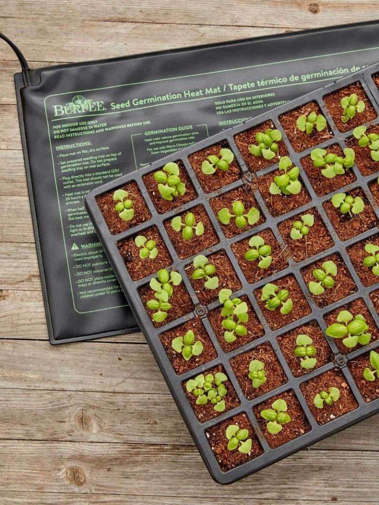 8 Expert Tricks That Make Seeds Sprout Shockingly Fast - Complete Gardening