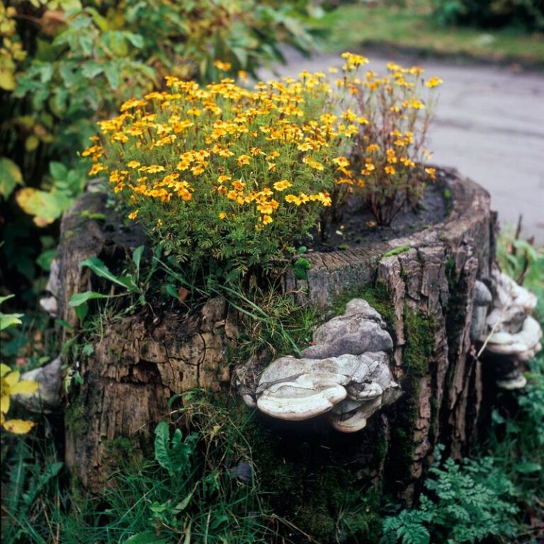16 Tree Stump Planter Ideas That Add Character to Your Garden ...