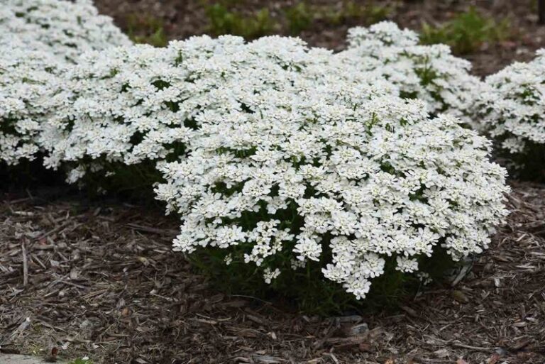 Small Garden? These 20 Short Perennials Pack a Big Punch - Complete ...