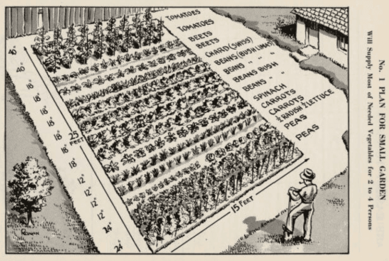 WWII Victory gardens from the 1940s: How people planted them, and how ...