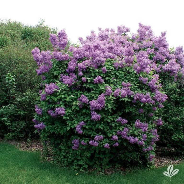 Now Is the Best Time to Prune Lilacs for Stunning Summer Blooms—Here’s ...