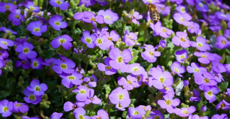 Small Garden? These 20 Short Perennials Pack a Big Punch - Complete ...