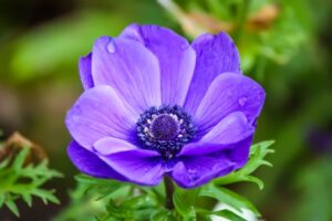 29 Flower Names And Their Meanings (Plus Some That Will Truly Surprise ...