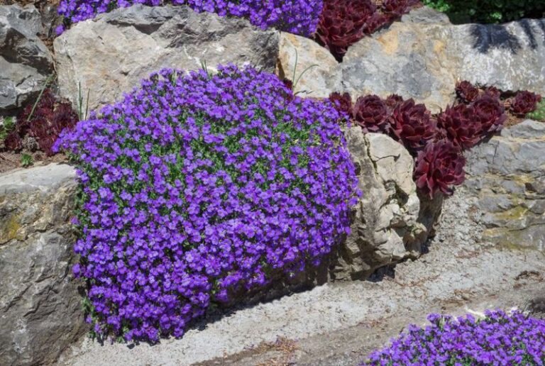 18 Short Perennial Flowers Ideal For Small Gardens - Complete Gardening