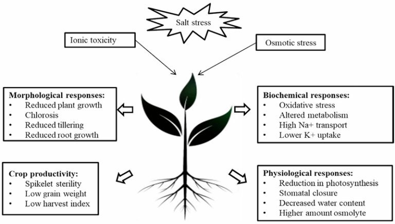 The Science of Plant Stress: How to Spot and Fix It - Complete Gardening