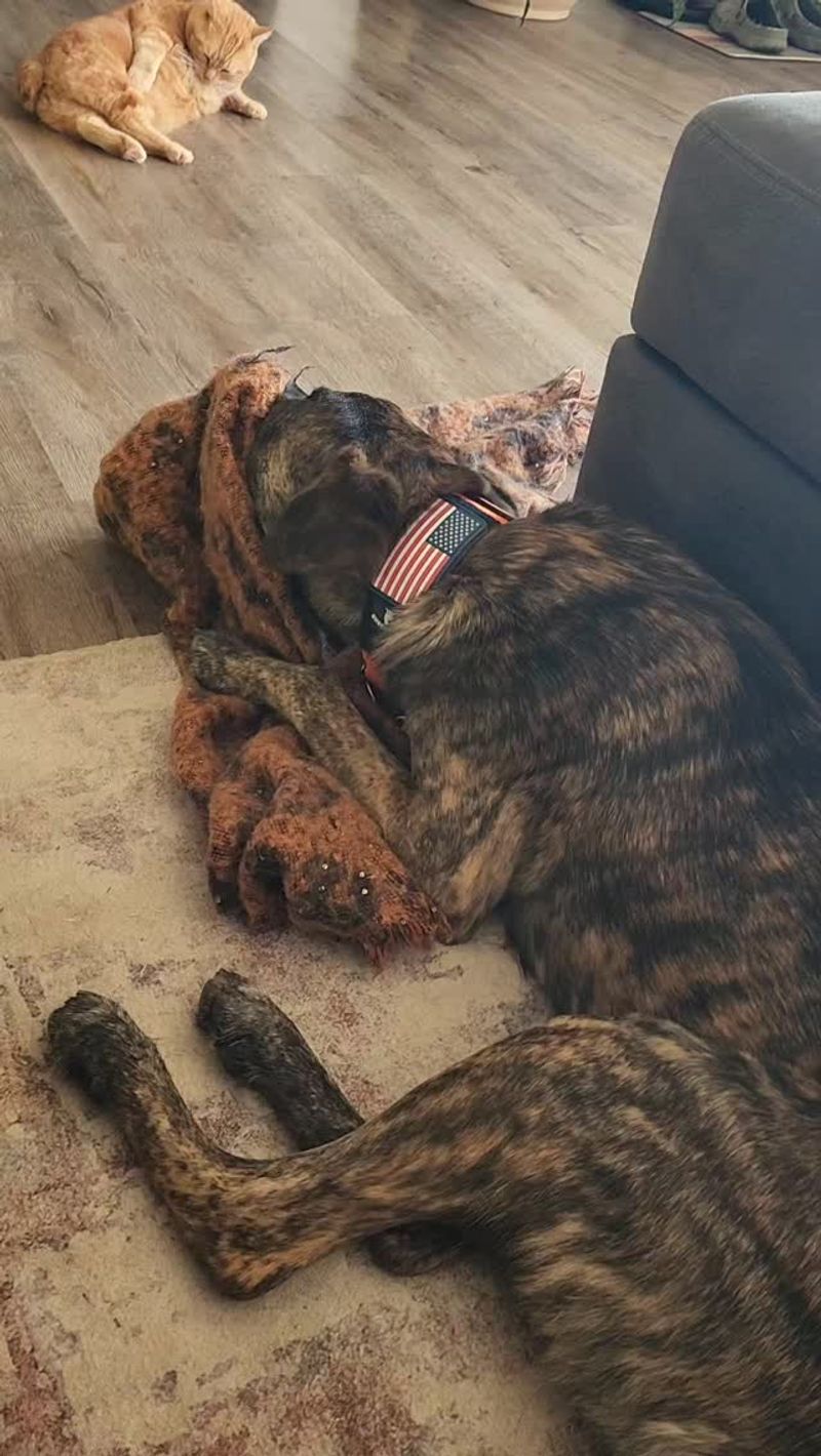 16 Reasons Why Backyard Pet Burials Are a Terrible Idea - Complete Gardening