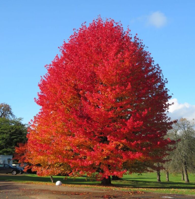 13 Best Fire-Resistant Trees for a Defensible Landscape - Complete ...