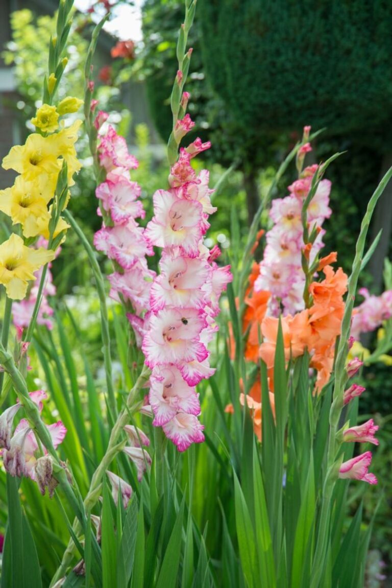 How to Grow and Care for Gladiolus for Gorgeous Summer Blooms ...