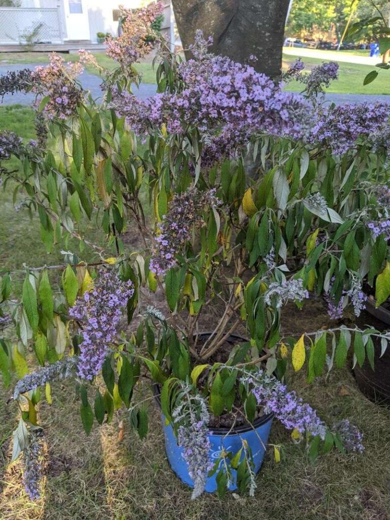 18 Common Butterfly Bush Problems And Diseases You Shouldn’t Ignore ...
