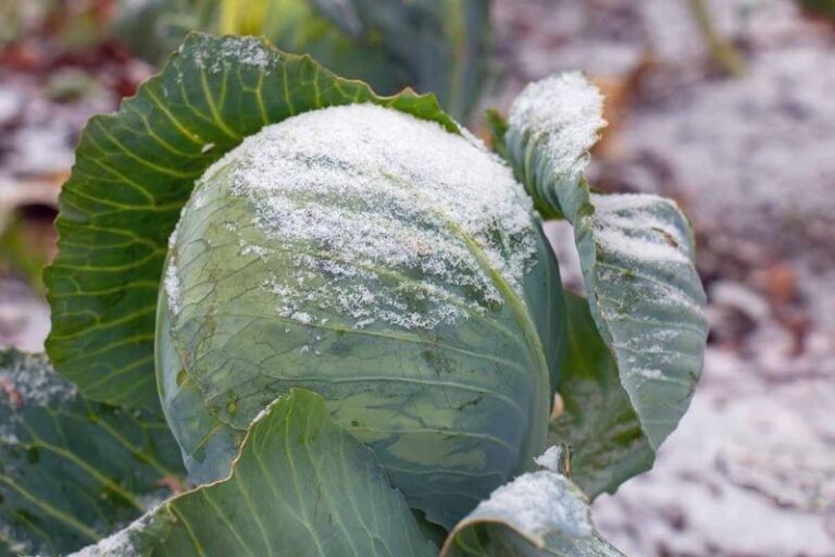 17 Vegetables That Can Handle Cold Weather - Complete Gardening