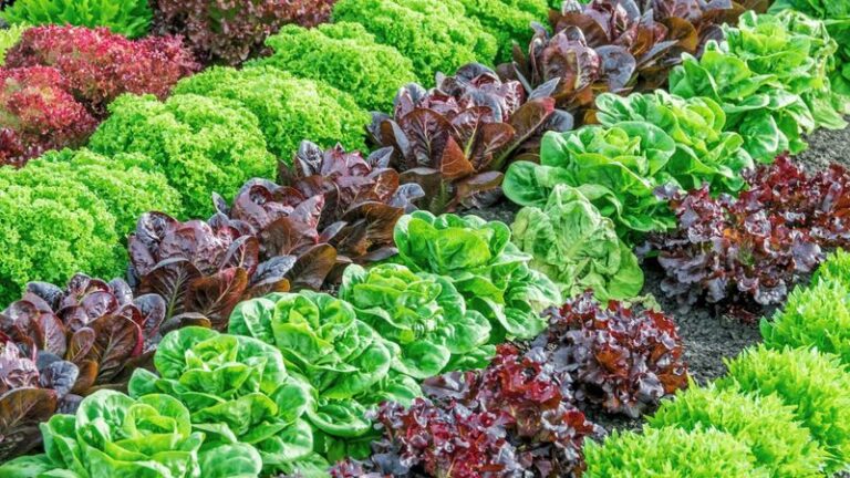12 Crops That Thrive in Shade (Yes, Really!) - Complete Gardening