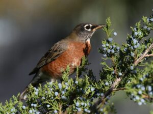 16 Trees That Bring Birds Flocking to Your Yard - Complete Gardening