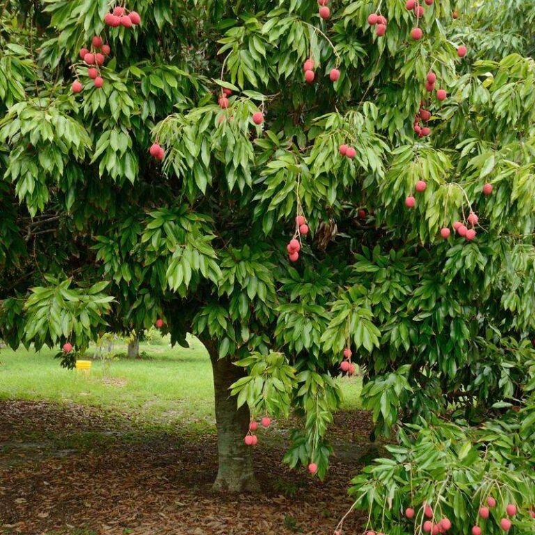 Can You Really Grow Lychee at Home? Here’s the Truth! - Complete Gardening