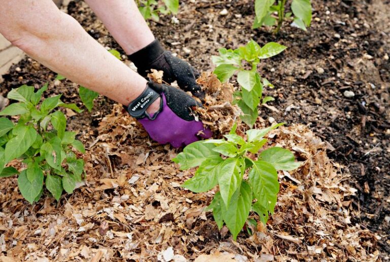Stop Wasting Nutrients! 15 Genius Tricks to Prevent Soil Leaching in ...