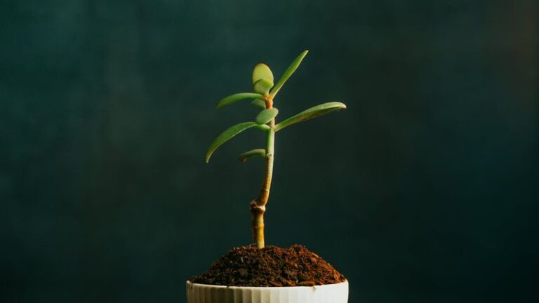 17 Things to Try Before You Give Up on That Old, Overgrown Plant ...