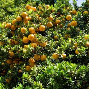 12 Unique Citrus Fruits You’ve Probably Never Tasted - Complete Gardening