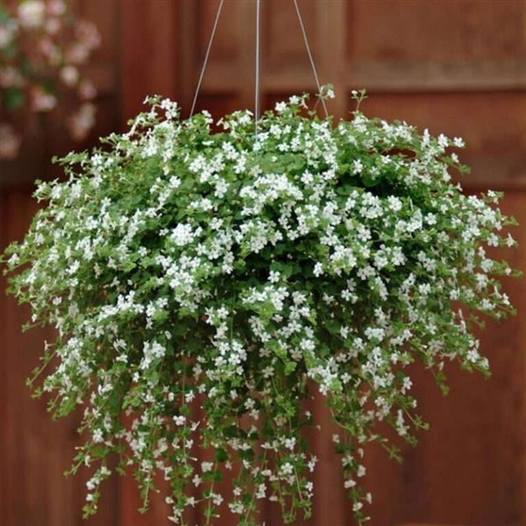 These 10 Trailing Plants Will Instantly Make Your Containers Look Like ...