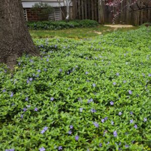 27 Easy-To-Grow Ground Cover Plants That Flourish Around Tree Roots ...