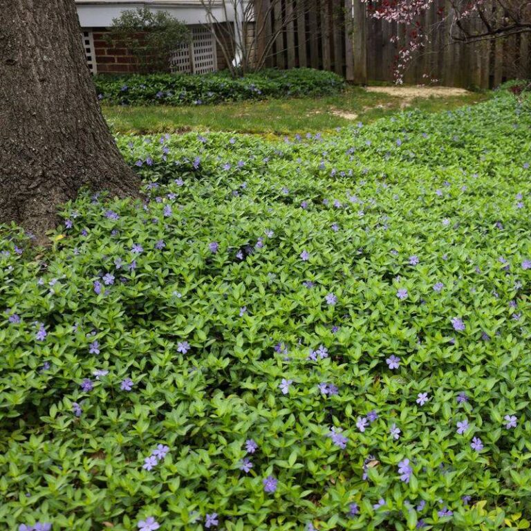 27 Easy-To-Grow Ground Cover Plants That Flourish Around Tree Roots ...