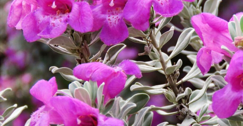 The Fast-Growing Evergreen Plant That Birds And Butterflies Find ...