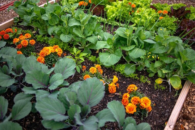 WWII Victory gardens from the 1940s: How people planted them, and how ...