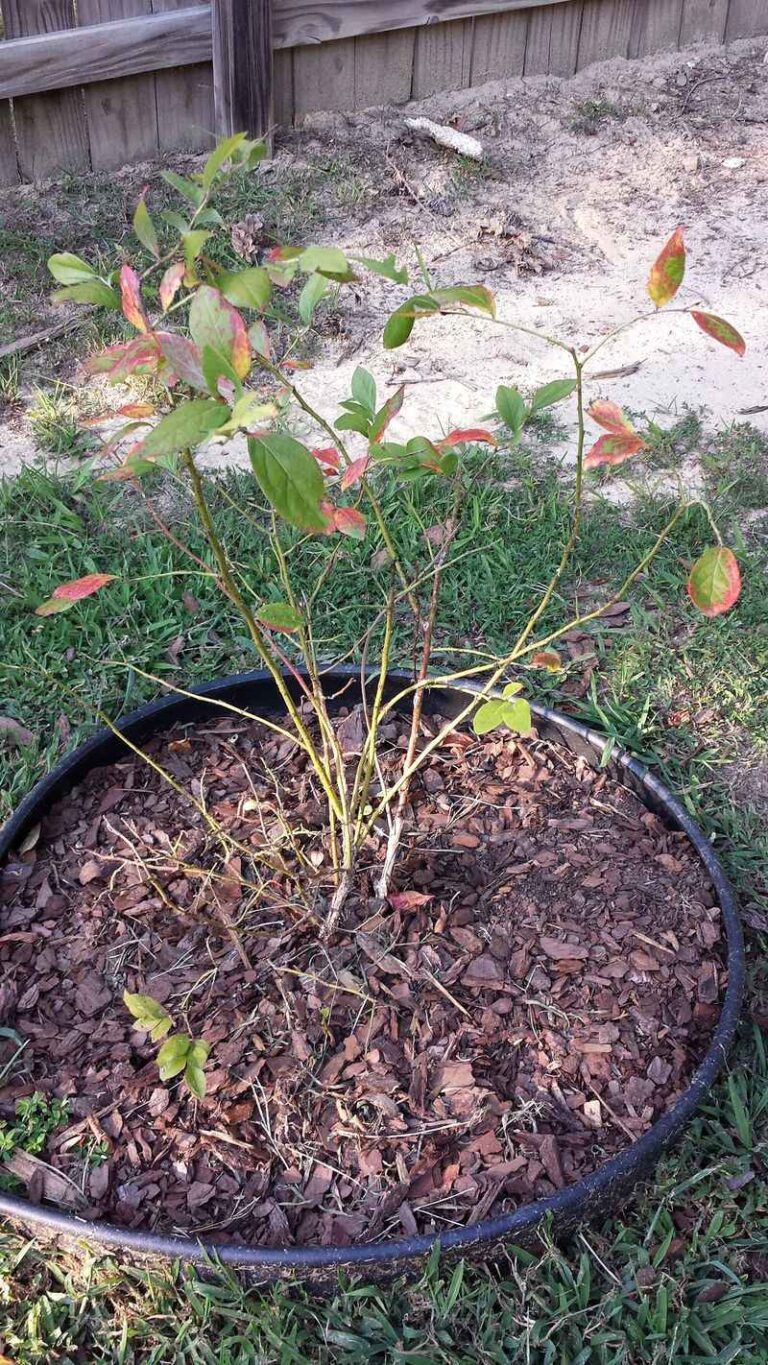 The Secret to Bigger, Sweeter Blueberries? It’s All in the Watering ...