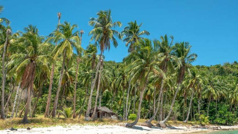 Palm Trees Aren’t What You Think—12 Wild Facts That Will Blow Your Mind ...