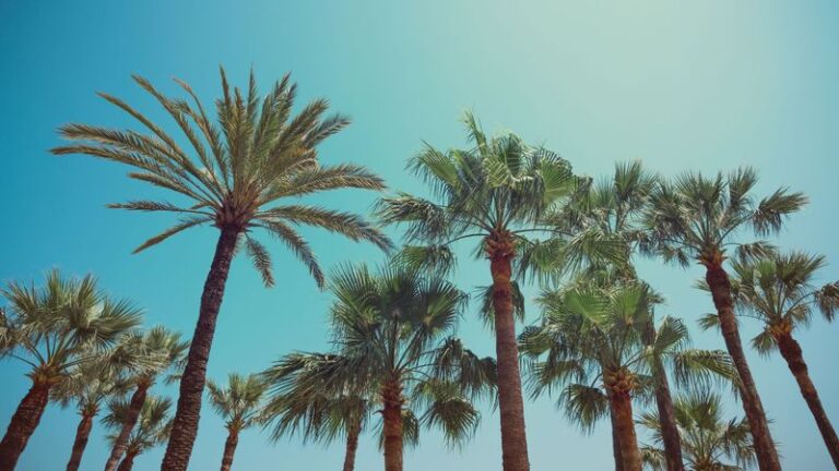 Palm Trees Aren’t What You Think—12 Wild Facts That Will Blow Your Mind ...