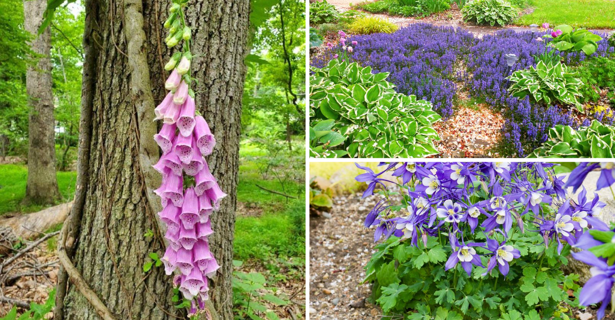 This Perennial Wildflower Thrives Under Trees – Here’s Why You Should Plant It - Complete Gardening