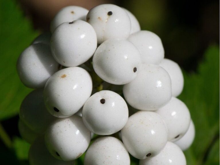 Beware the Doll's Eyes Plant! The Chilling Truth About White Baneberry ...