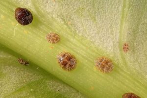18 Common Garden Pests and How to Get Rid of Them - Complete Gardening