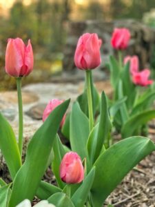 18 Short Perennial Flowers Ideal For Small Gardens - Complete Gardening