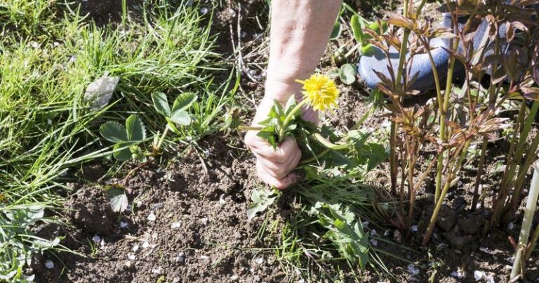 Too many dandelions in your yard? Here are ways to get rid of them ...