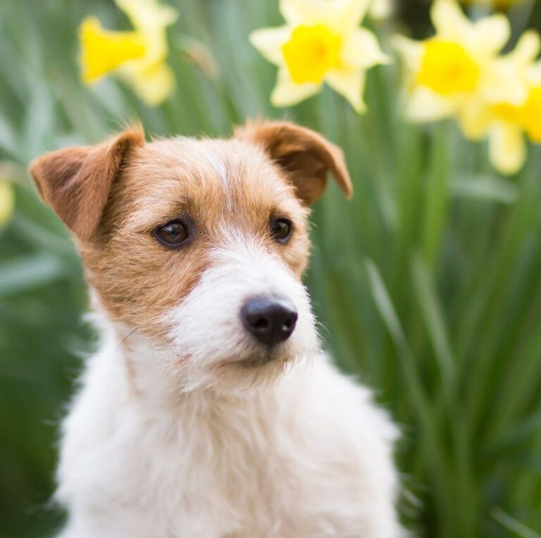 Daffodils Can Poison Your Dog – Watch for These 10 Shocking Signs ...