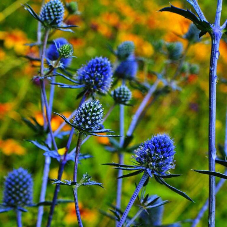 20 Alpine Flowers That Create A Mountain Garden Vibe - Complete Gardening