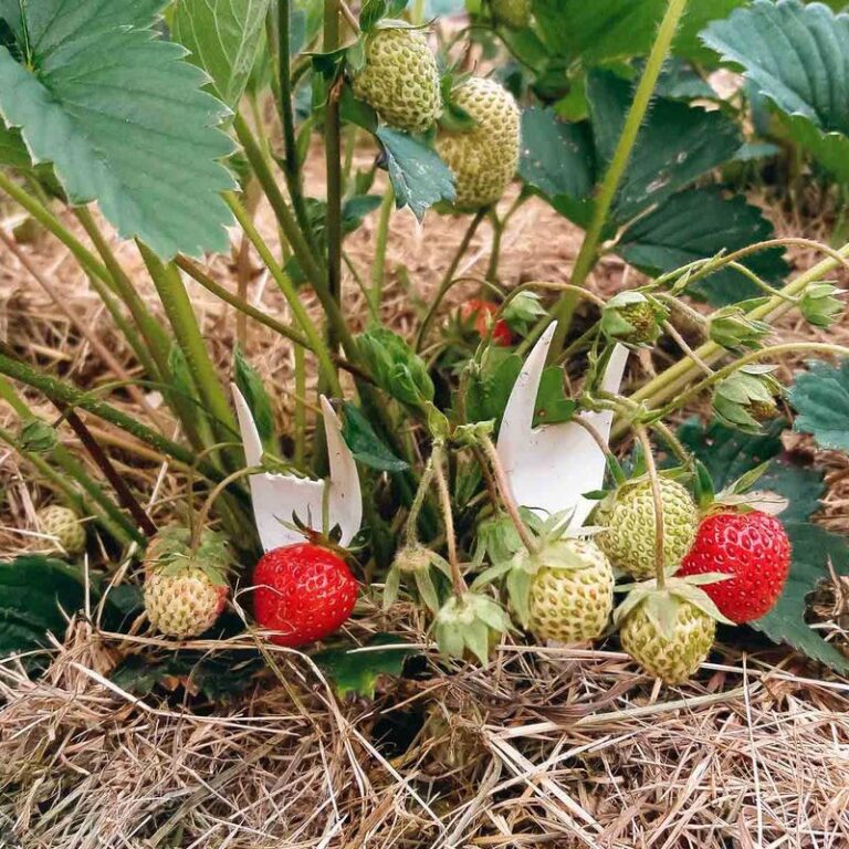12 Proven Techniques to Grow Juicy, Flavorful Strawberries - Complete ...